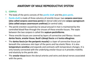 Male Reproductive System - Anatomy, Physiology and Pathology | PPTX