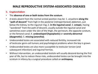 Male Reproductive System - Anatomy, Physiology and Pathology | PPTX