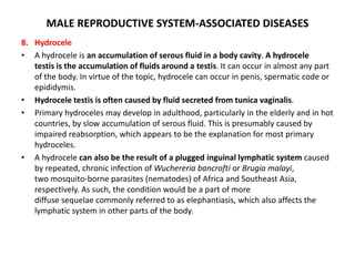 Male Reproductive System - Anatomy, Physiology and Pathology | PPTX