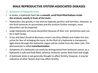 Male Reproductive System - Anatomy, Physiology and Pathology | PPTX