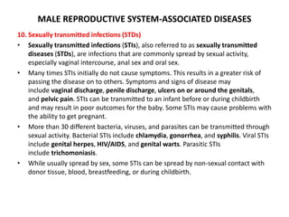 Male Reproductive System - Anatomy, Physiology and Pathology | PPTX