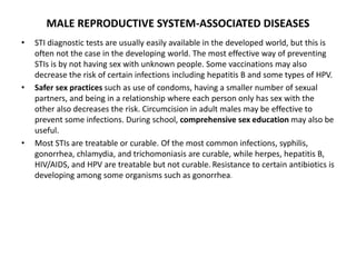 Male Reproductive System - Anatomy, Physiology and Pathology | PPTX