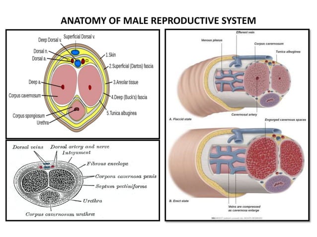 Male Reproductive System - Anatomy, Physiology and Pathology | PPTX ...