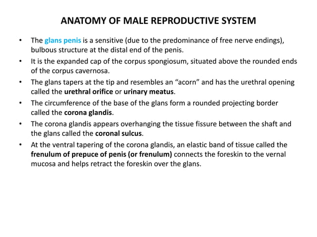 Male Reproductive System - Anatomy, Physiology and Pathology | PPTX ...
