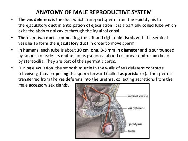 Male Reproductive System - Anatomy, Physiology and Pathology