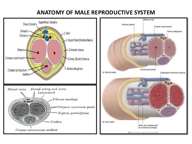 Male Reproductive system por Kishore Gullapalli