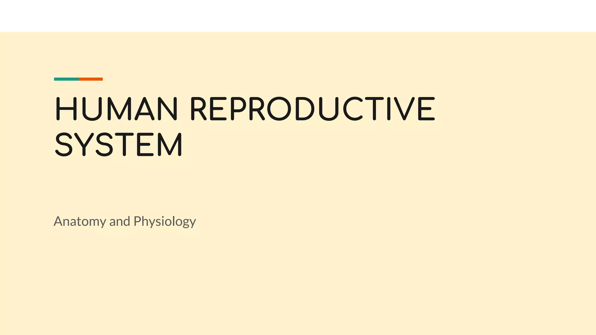 Human Reproductive Systems anatomy | PPTX