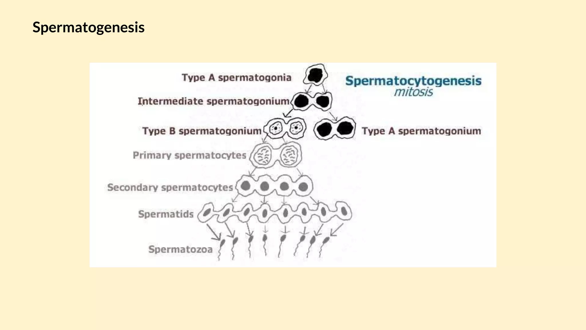 Human Reproductive Systems anatomy | PPTX