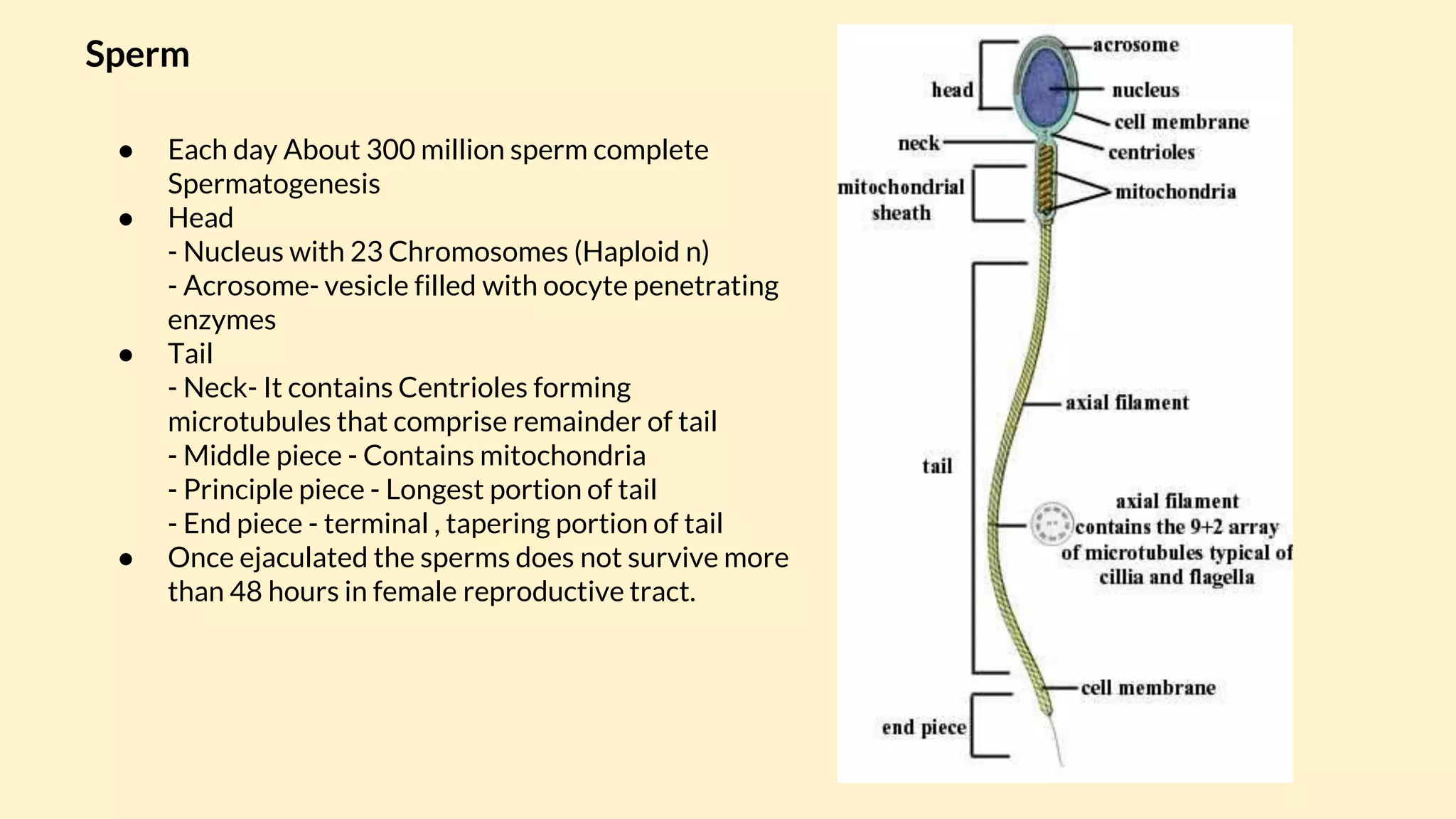 Human Reproductive Systems anatomy | PPTX