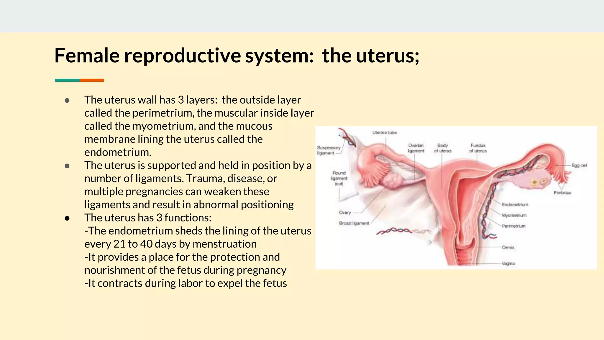 Human Reproductive Systems anatomy | PPTX