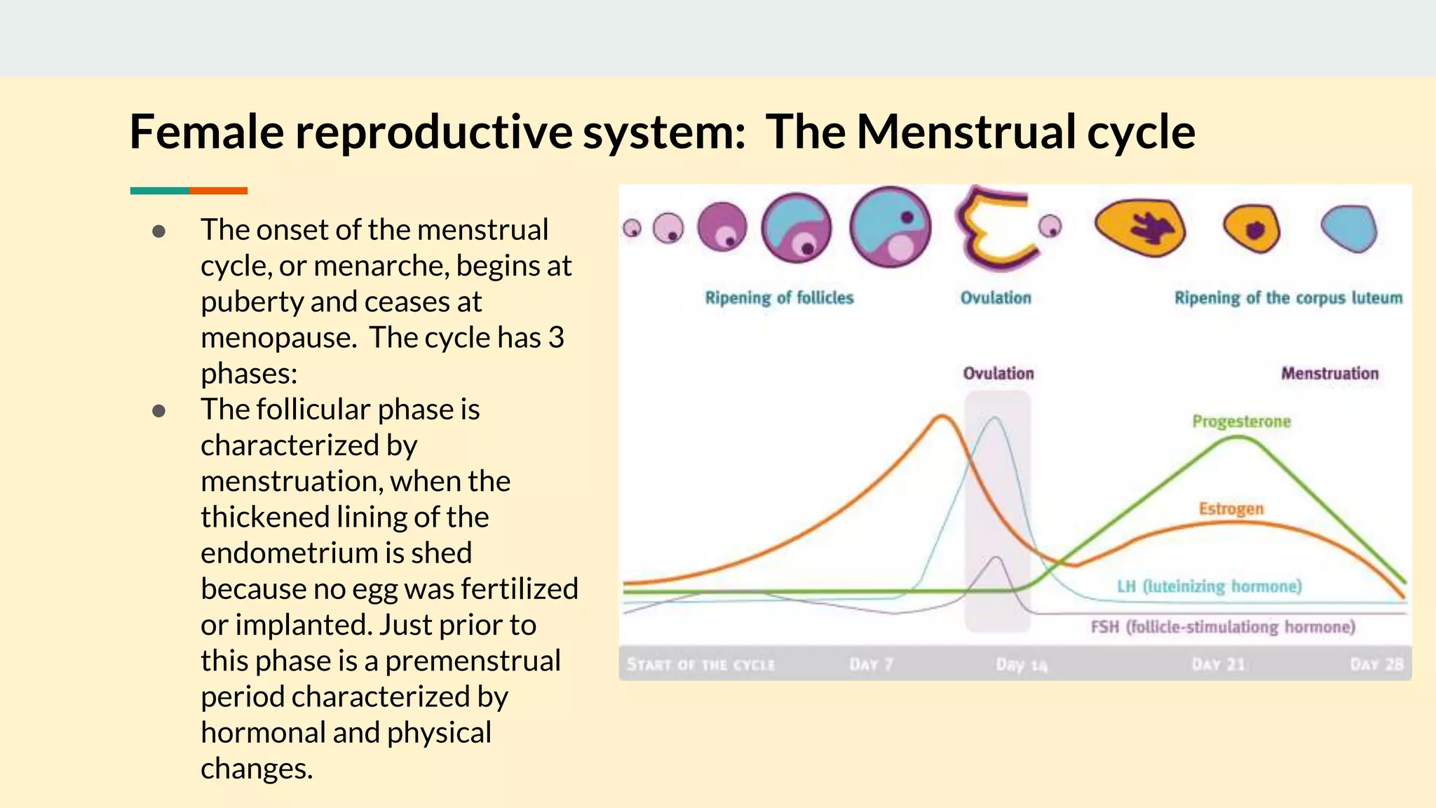 Human Reproductive Systems anatomy | PPTX