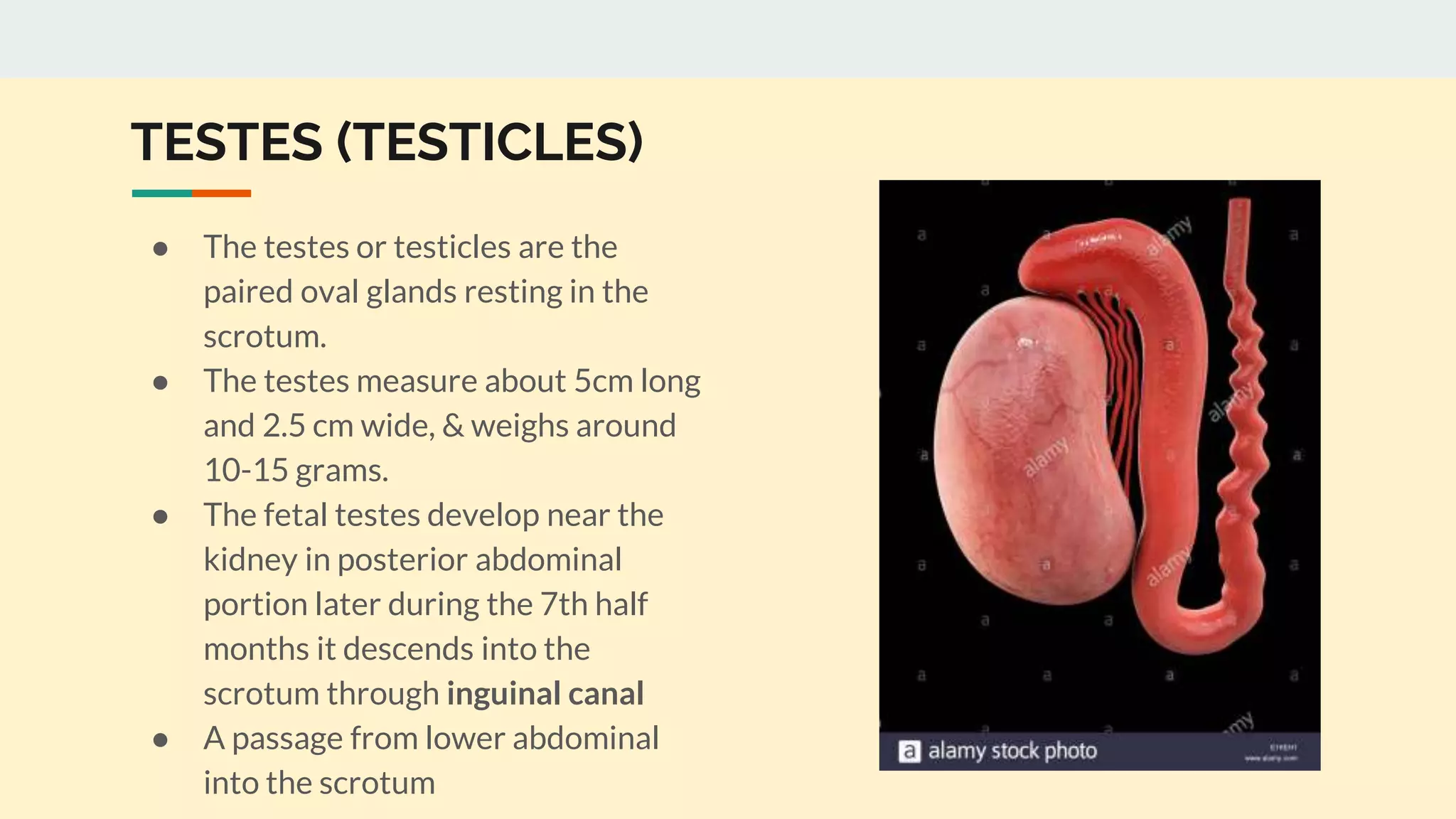 Human Reproductive Systems anatomy | PPTX