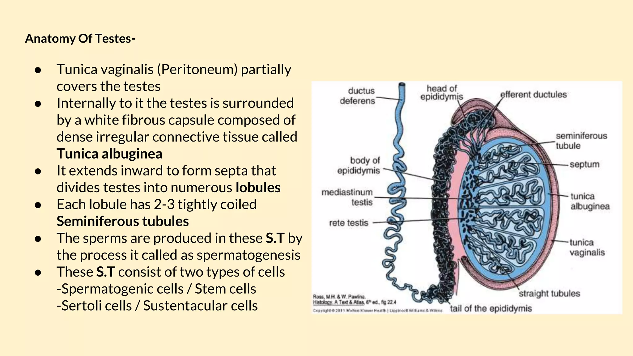 Human Reproductive Systems anatomy | PPTX