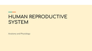 Human Reproductive Systems anatomy | PPTX