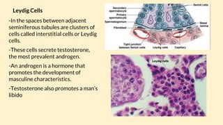 Human Reproductive Systems anatomy | PPTX