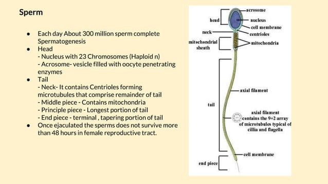 Human Reproductive Systems anatomy | PPTX | Infertility | Reproductive ...