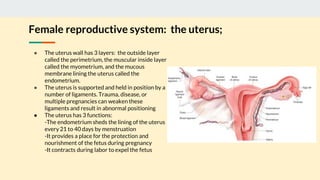 Human Reproductive Systems anatomy | PPTX