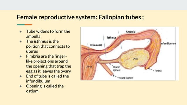 Human Reproductive Systems anatomy | PPTX | Infertility | Reproductive ...
