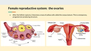 Human Reproductive Systems anatomy | PPTX