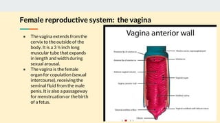 Human Reproductive Systems anatomy | PPTX