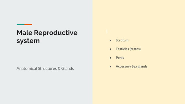 Human Reproductive Systems anatomy | PPTX | Infertility | Reproductive ...