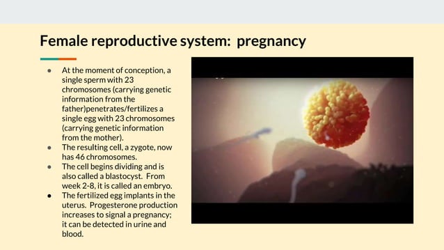 Human Reproductive Systems anatomy | PPTX | Infertility | Reproductive ...
