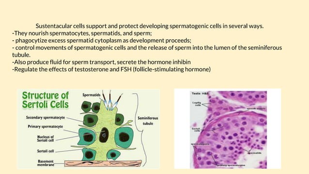 Human Reproductive Systems anatomy | PPTX | Infertility | Reproductive ...