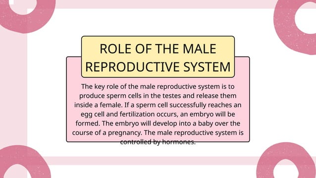 Male Reproductive System Science Presentation.pptx