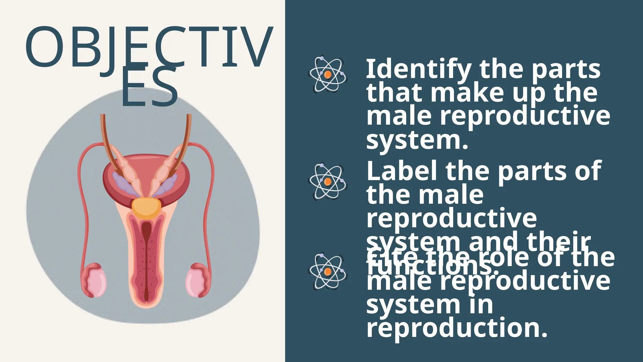 Male Reproductive System Science Presentation in Blue Pink and Yellow ...