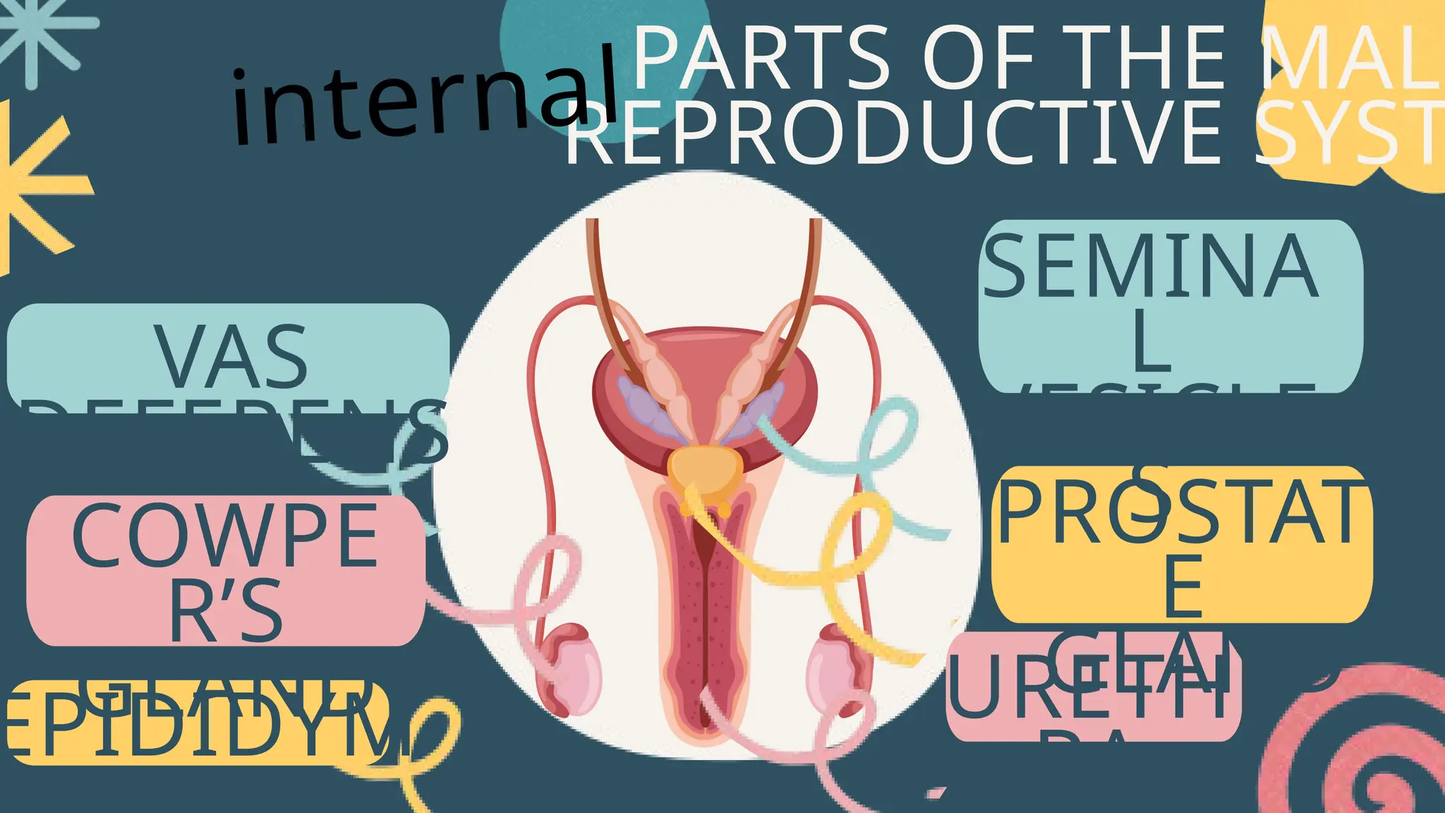 Male Reproductive System Science Presentation in Blue Pink and Yellow ...