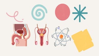 Male Reproductive System Science Presentation in Blue Pink and Yellow ...
