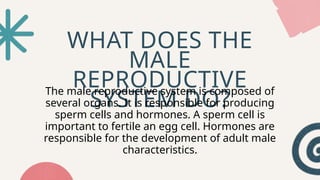 Male Reproductive System Science Presentation in Blue Pink and Yellow ...