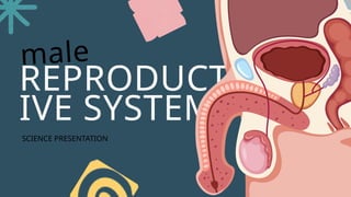 Male Reproductive System Science Presentation in Blue Pink and Yellow ...
