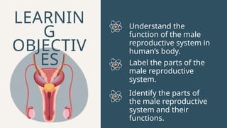Male Reproductive System Science Presentation in Blue Pink and Yellow ...