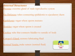 Male Reproductive System slide share by S'ILAYARAJA.pptx