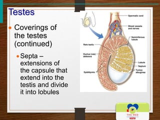 Male Reproductive System slide share by S'ILAYARAJA.pptx