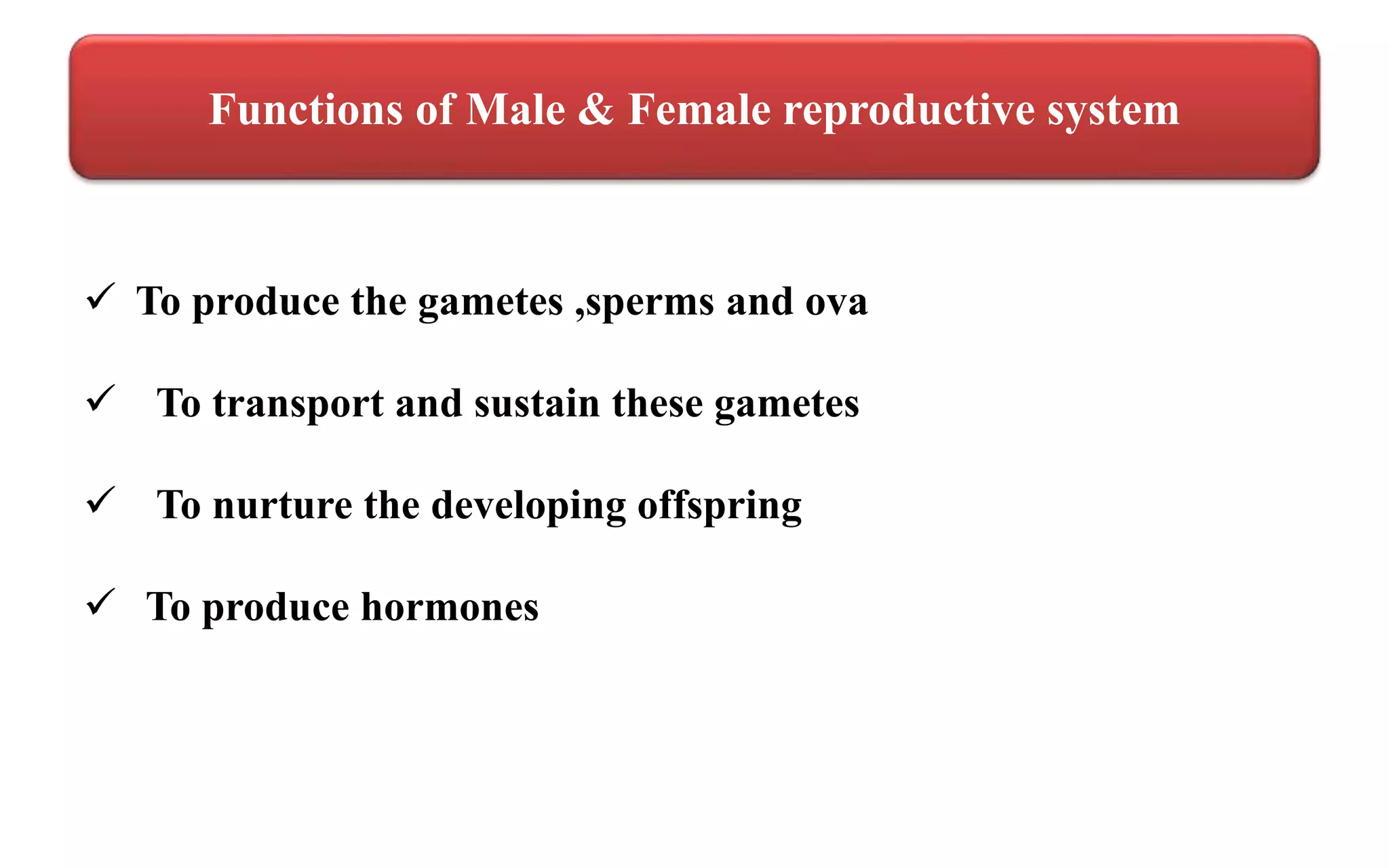 Male reproductive system slideshare.pptx