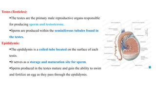 Male reproductive system slideshare.pptx