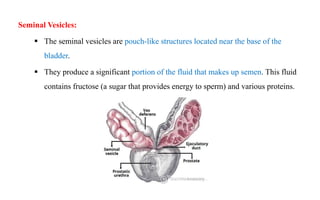Male reproductive system slideshare.pptx