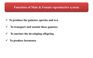 Male reproductive system slideshare.pptx