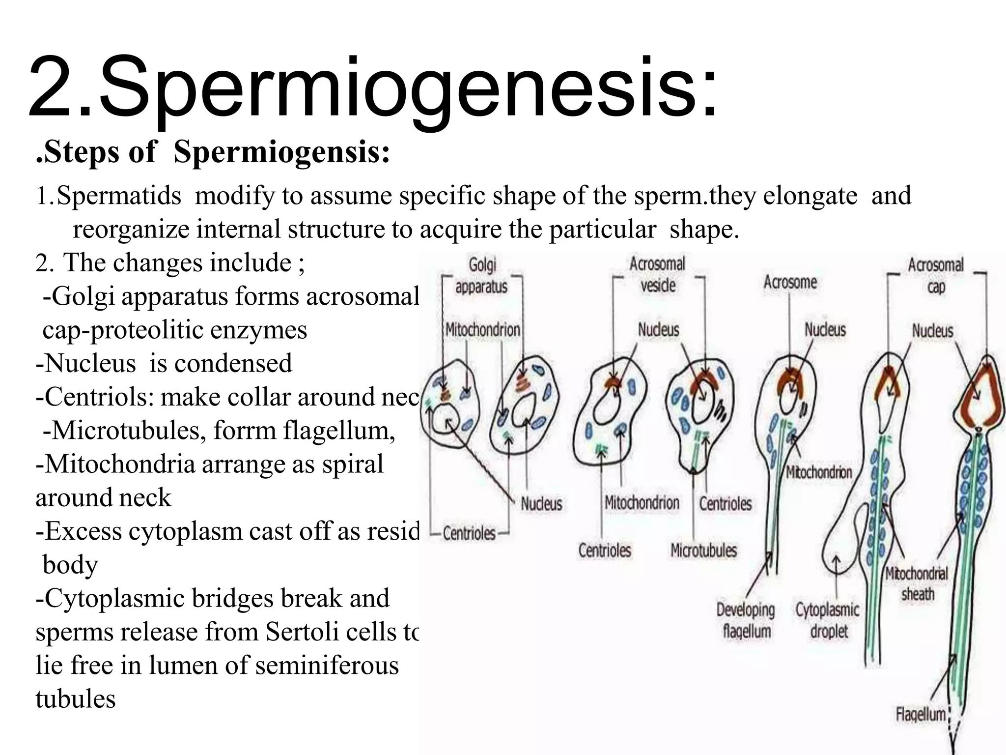 male reproductive system, spermatogensis, sperm.pptx