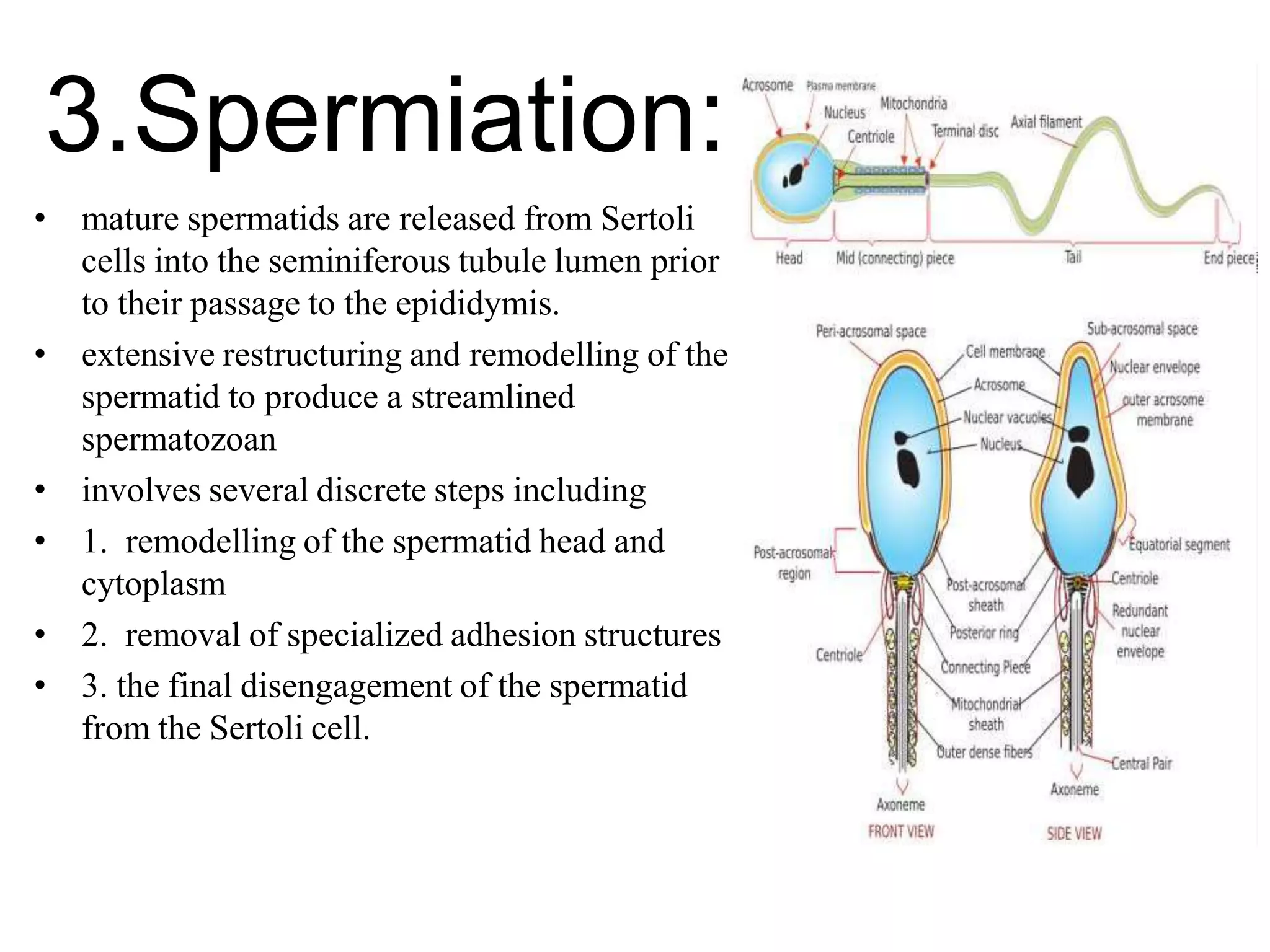 male reproductive system, spermatogensis, sperm.pptx