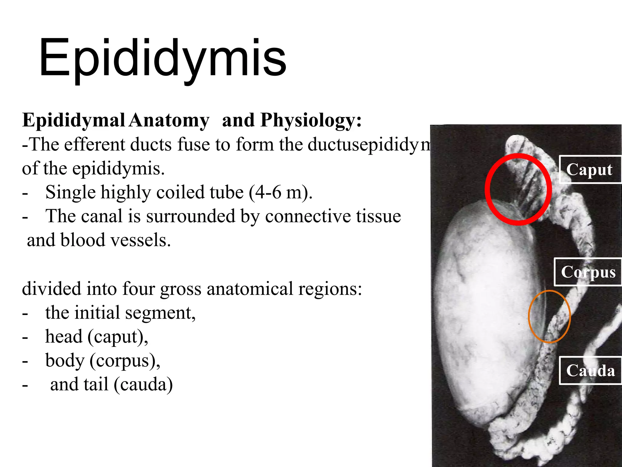 male reproductive system, spermatogensis, sperm.pptx