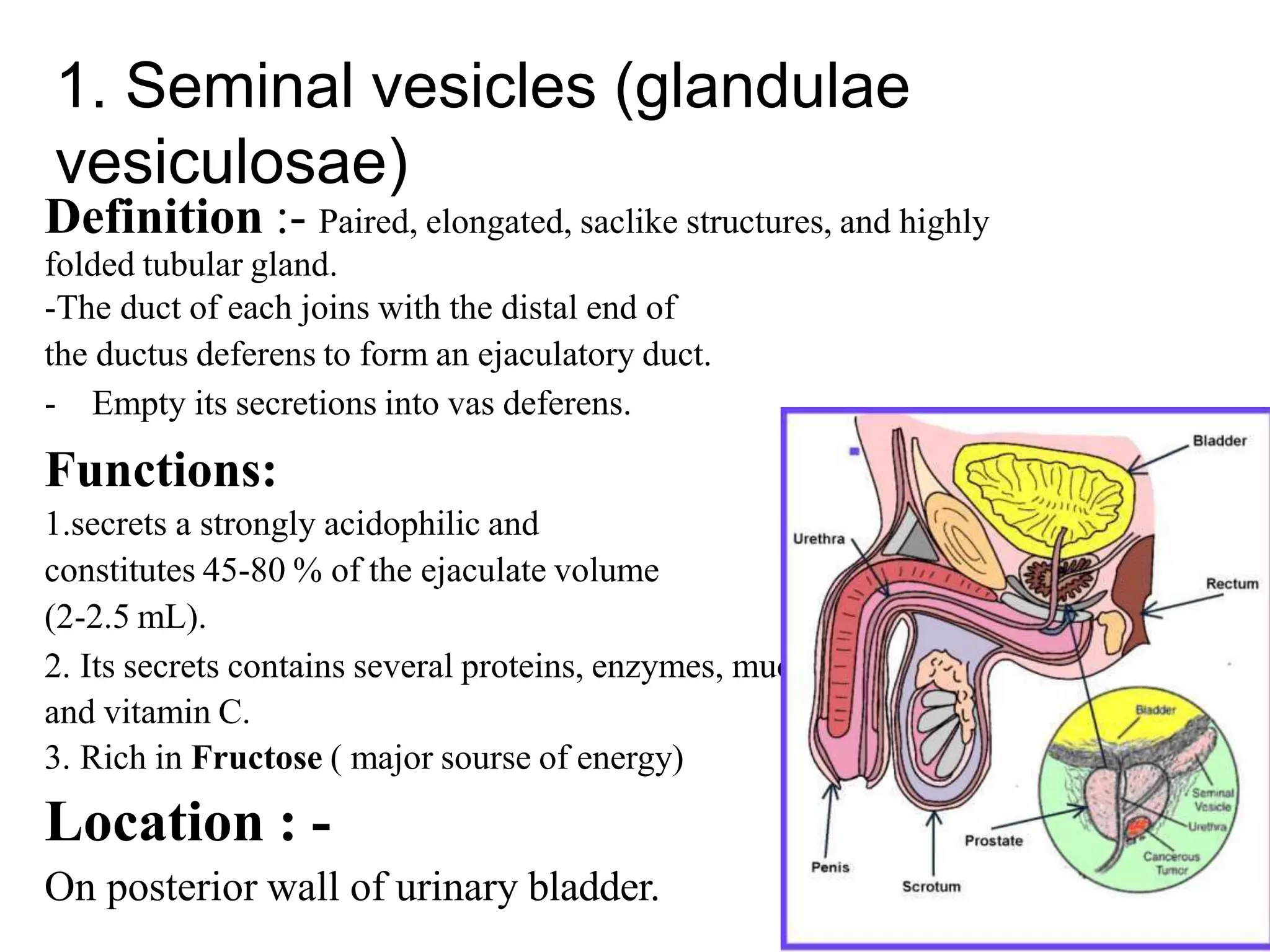 male reproductive system, spermatogensis, sperm.pptx