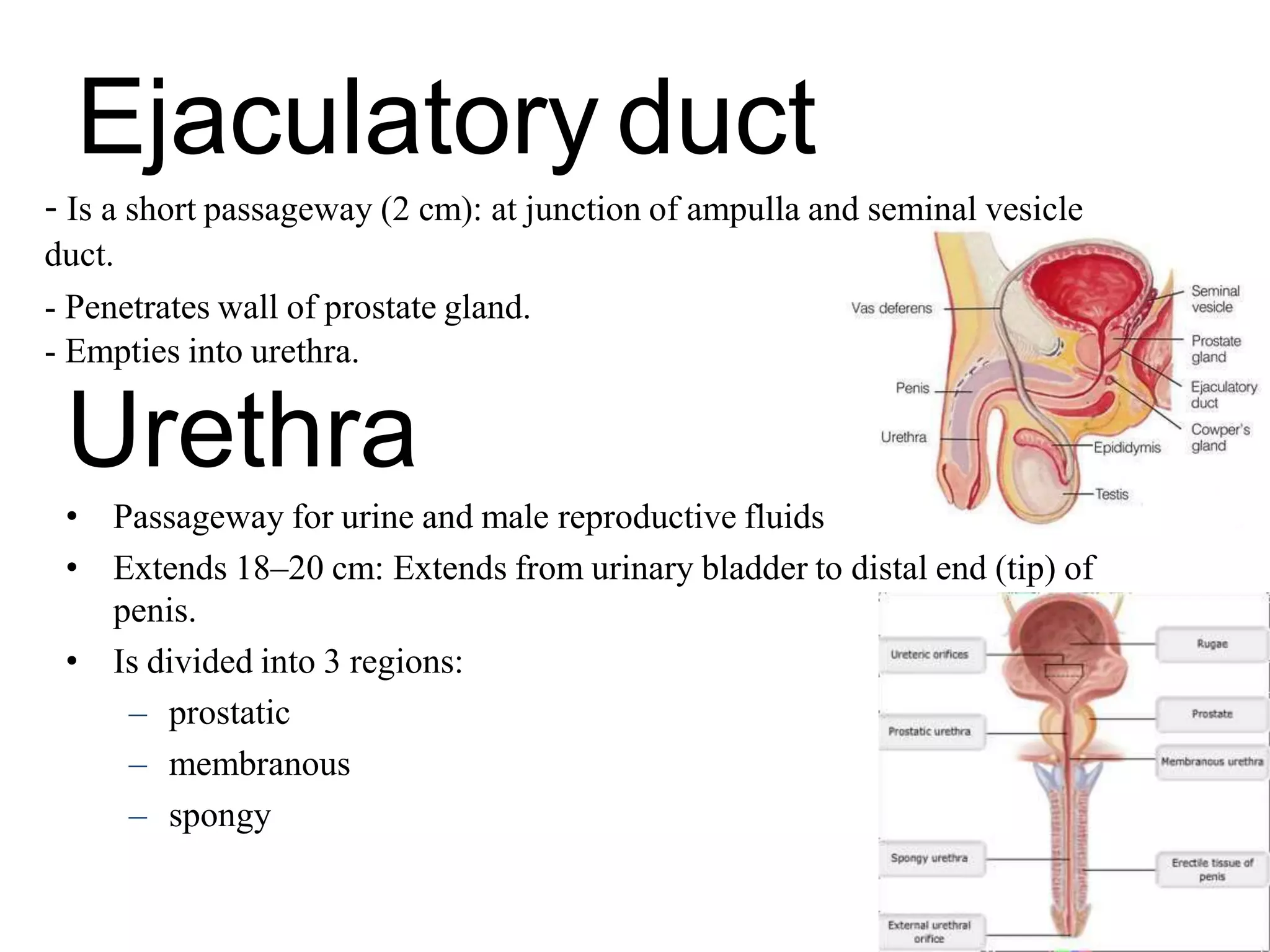 male reproductive system, spermatogensis, sperm.pptx