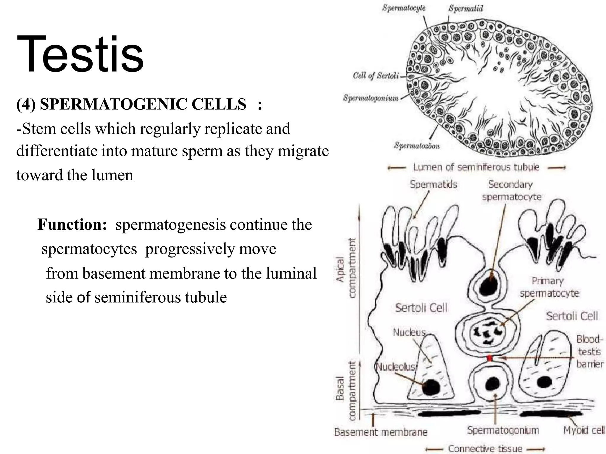 male reproductive system, spermatogensis, sperm.pptx