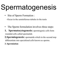 male reproductive system, spermatogensis, sperm.pptx