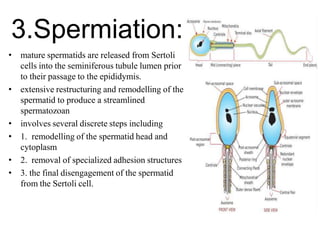 male reproductive system, spermatogensis, sperm.pptx