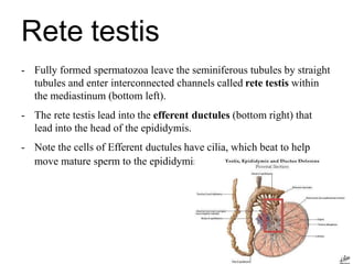male reproductive system, spermatogensis, sperm.pptx