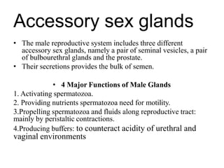 male reproductive system, spermatogensis, sperm.pptx